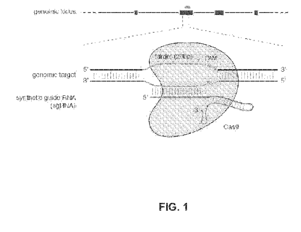 TODAY'S PATENT - CRISPR-CAS SYSTEMS FOR ALTERING EXPRESSION OF GENE ...